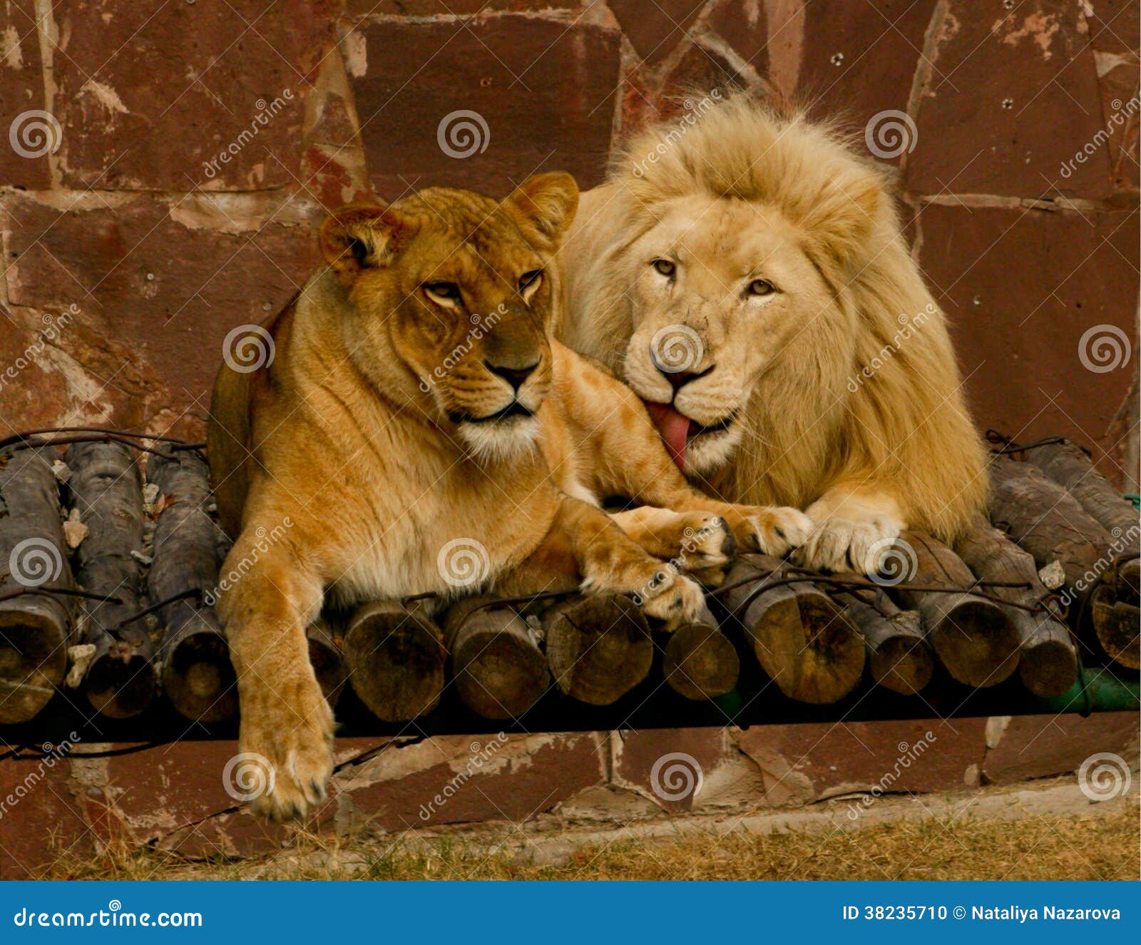 Lions love stock photo. Image of couple, friendship, large - 38235710