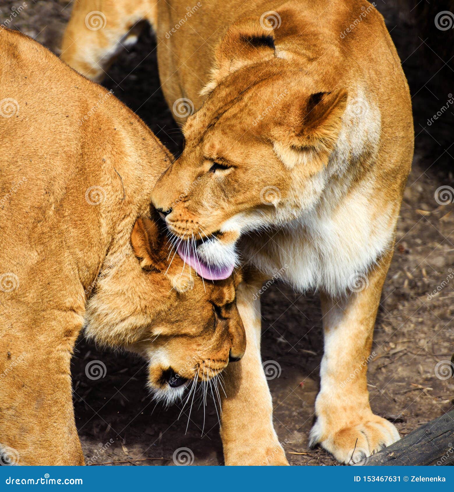 Lions, love animals stock image. Image of lions, dangerous - 153467631