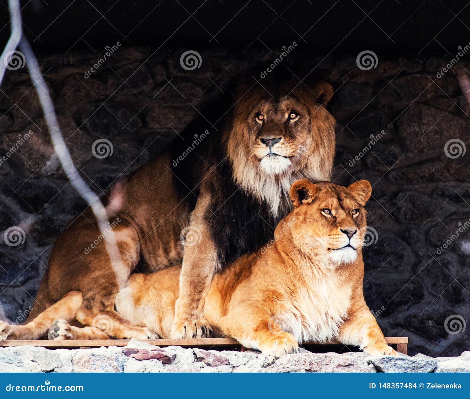 Lions, love couple stock photo. Image of isolated, fang - 148357484