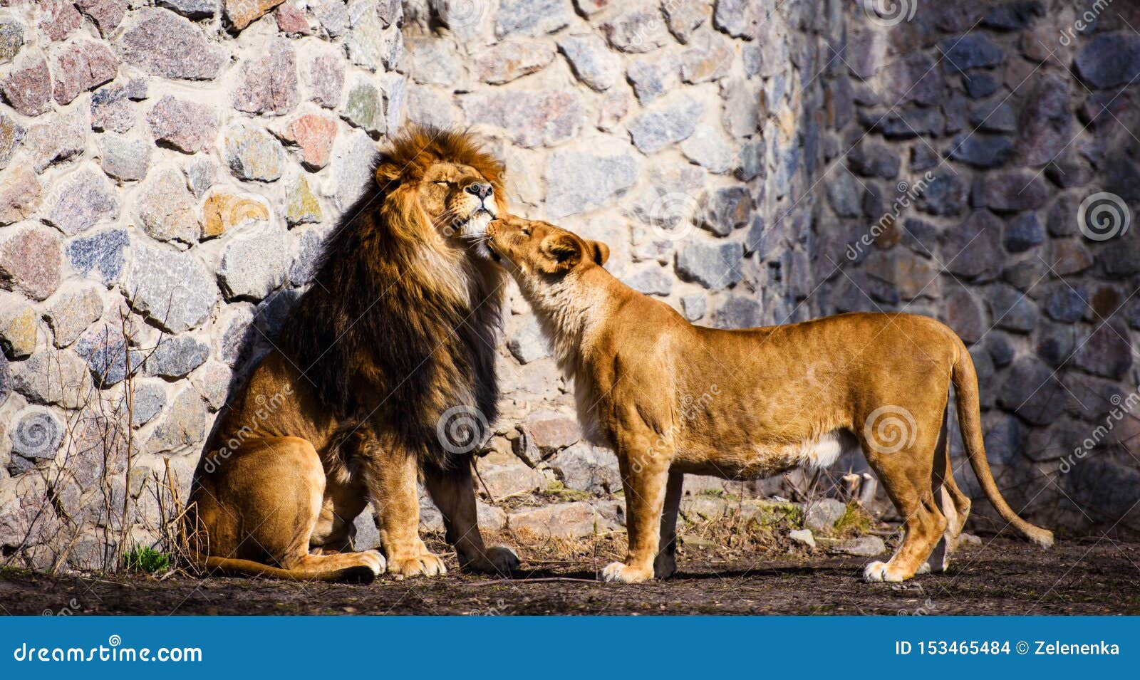 Lions, love couple stock photo. Image of attentive, growl - 153465484