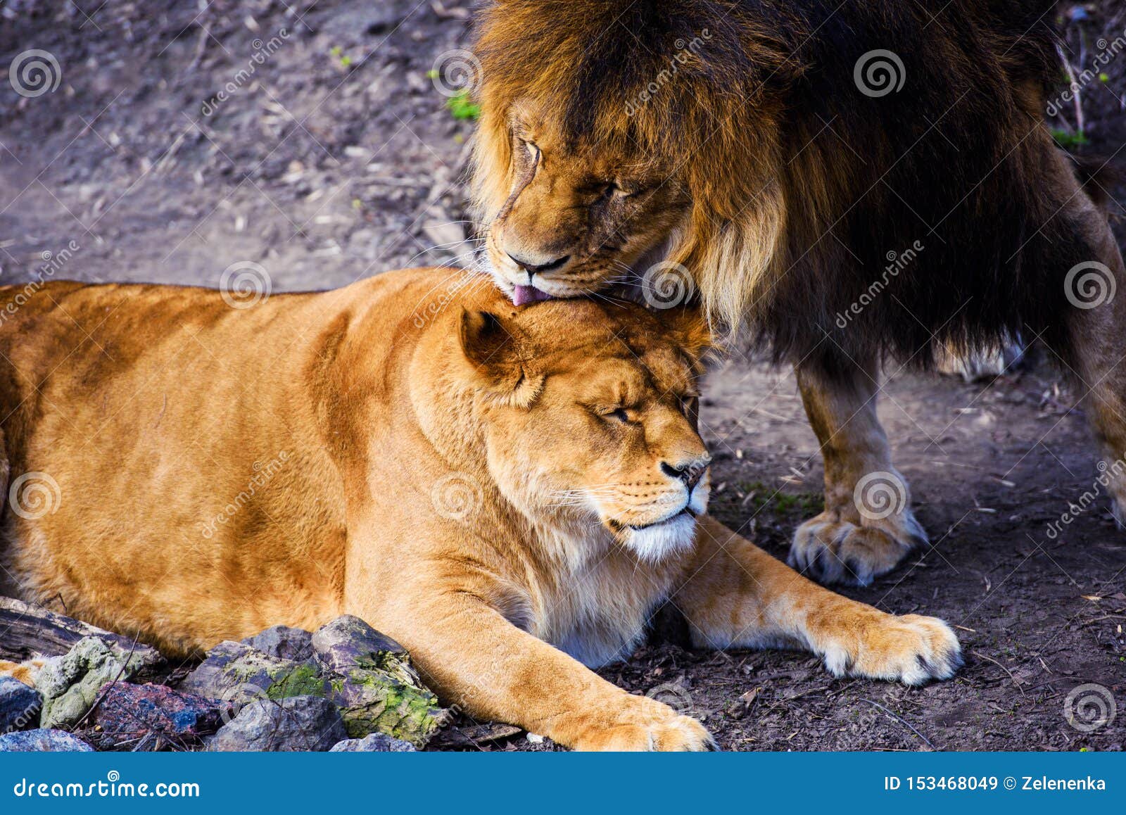 Lions, love couple stock image. Image of fang, carnivore - 153468049