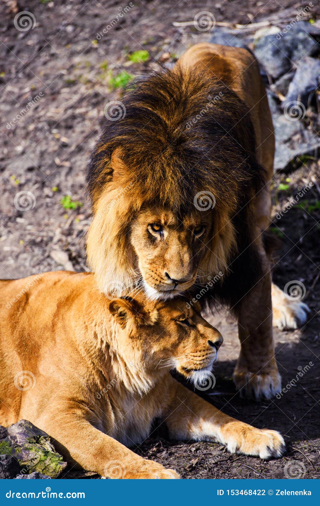 Lions, love couple stock photo. Image of love, attentive - 153468422