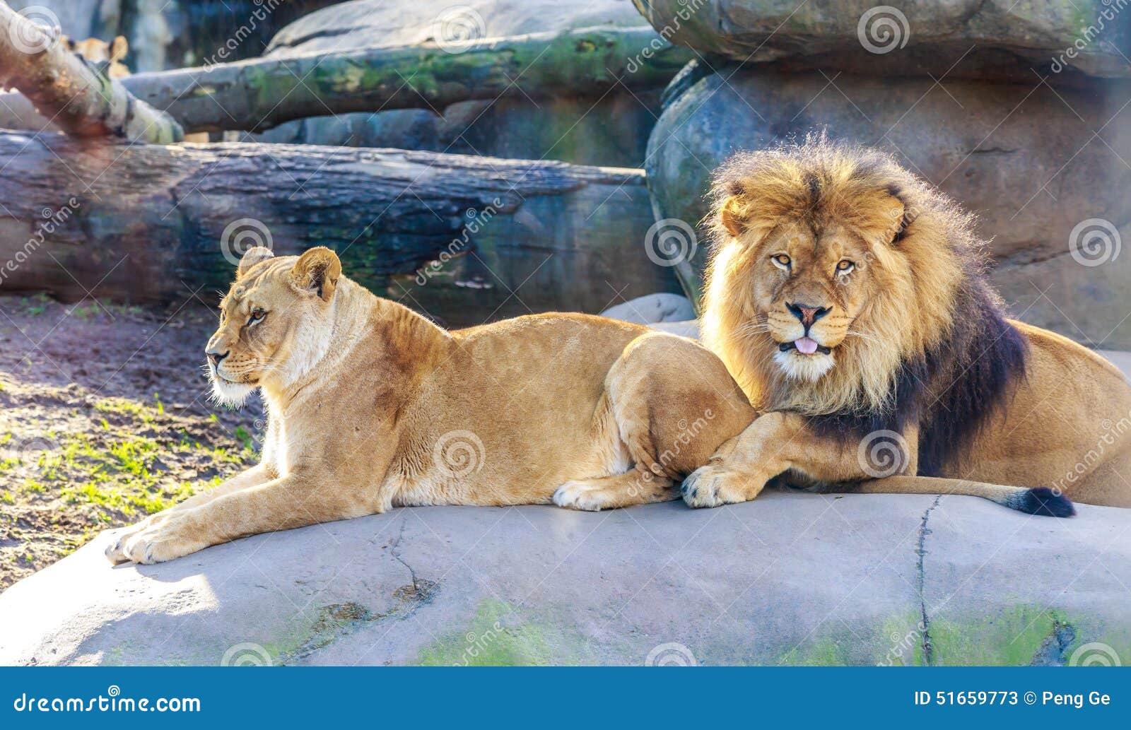 Lions stock image. Image of outdoors, vertebrates, group - 51659773