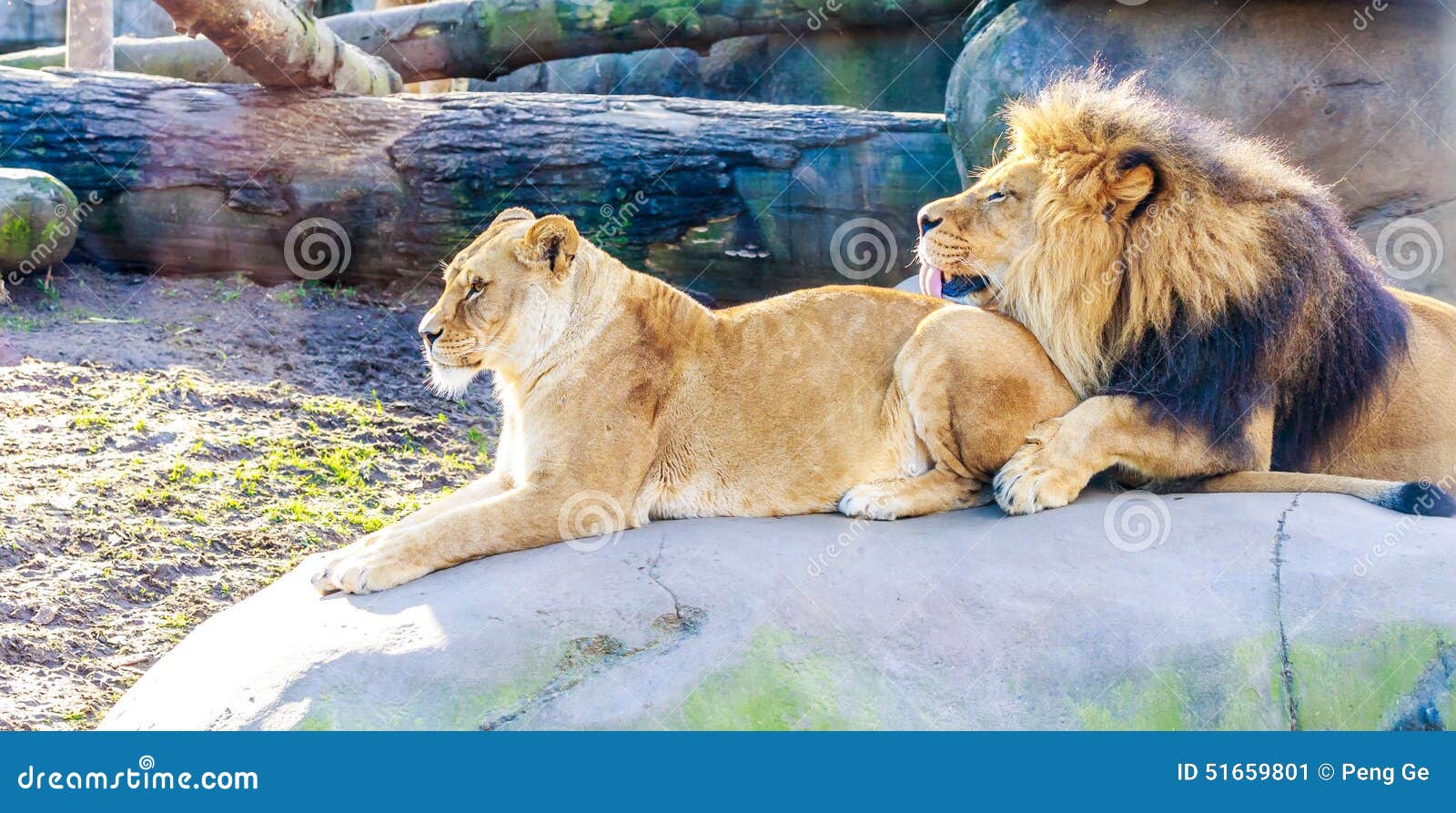 Lions stock image. Image of mane, horizontal, outdoors - 51659801