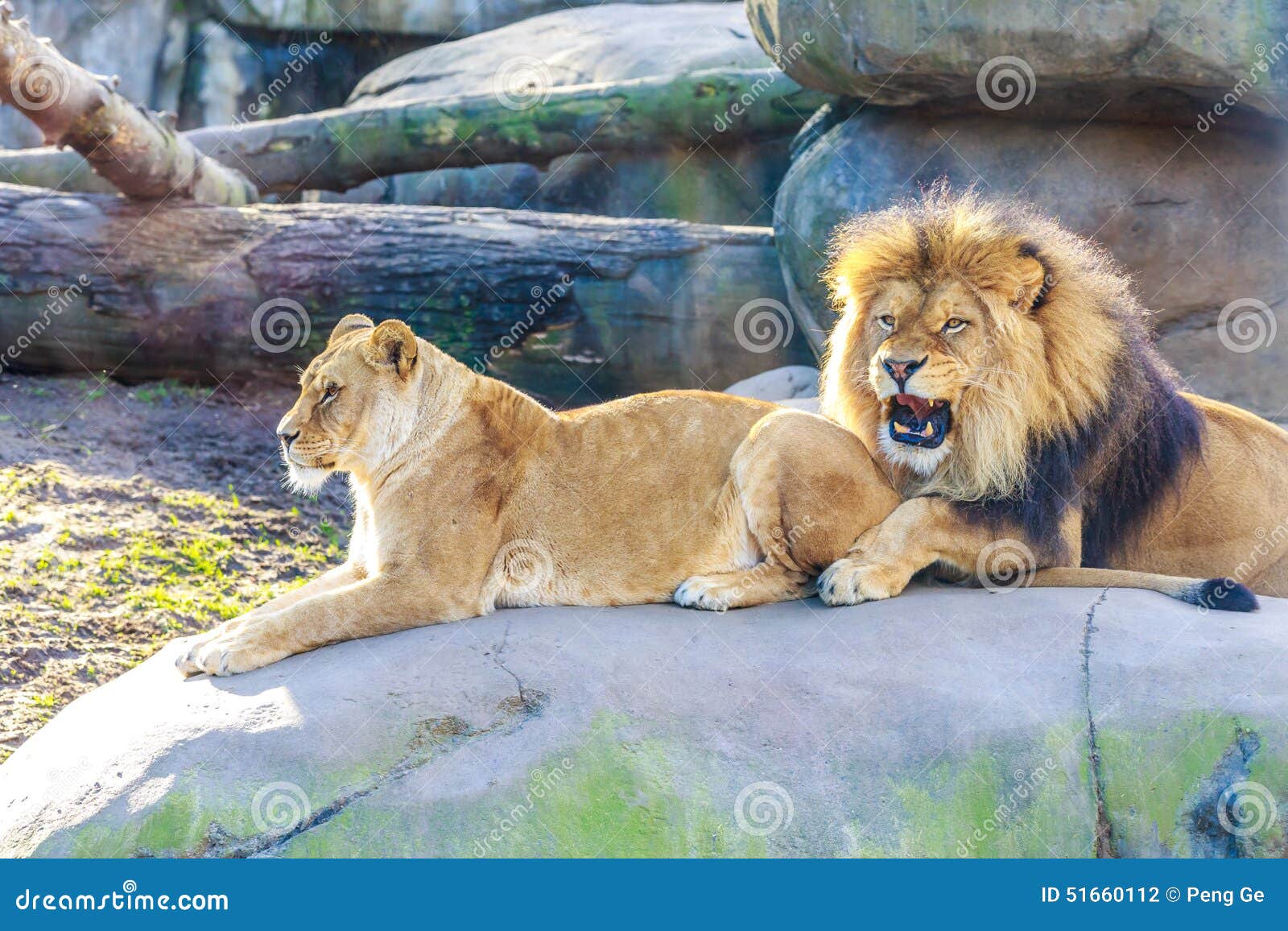 Lions stock photo. Image of carnivore, lioness, mammals - 51660112