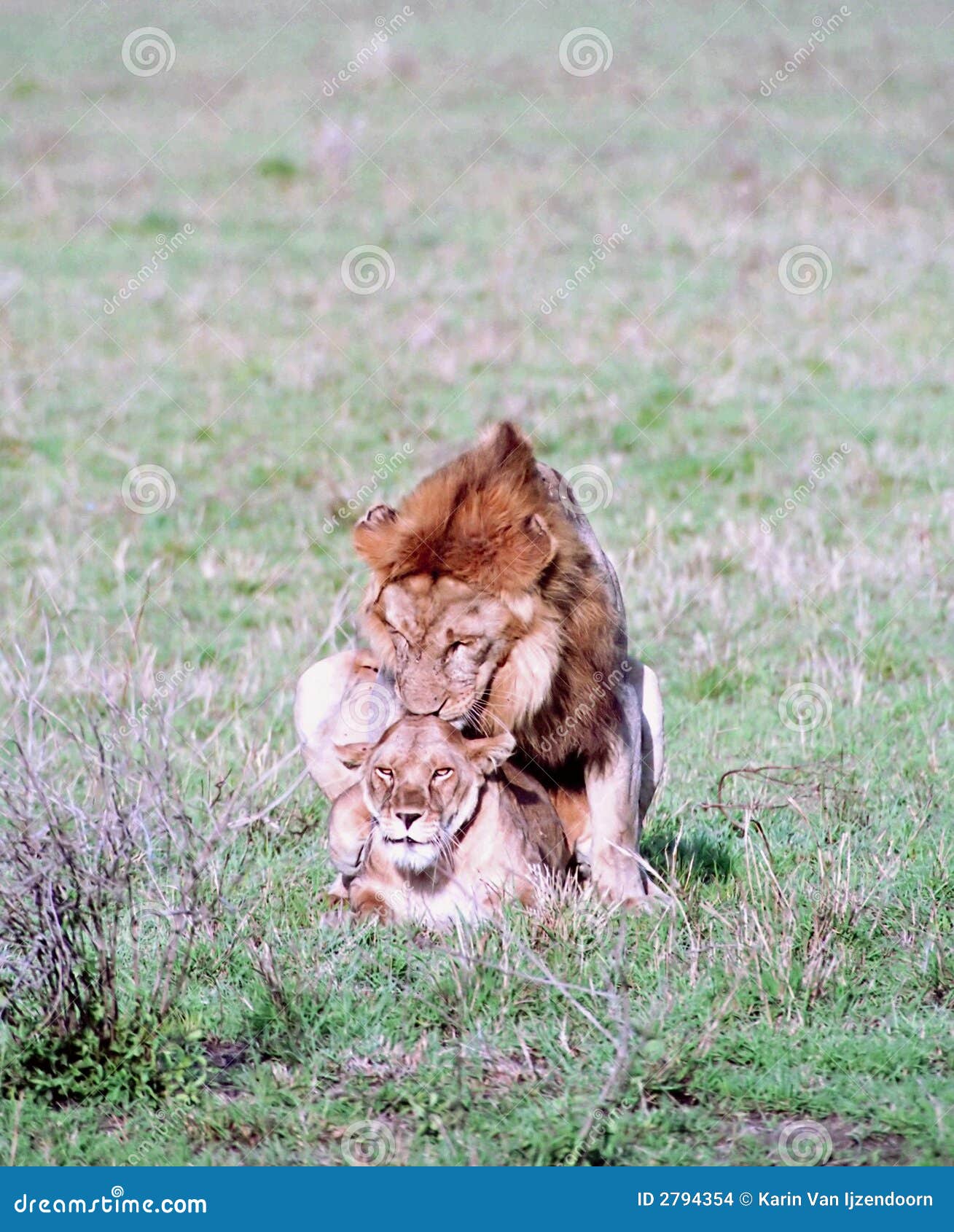 Lions mating stock photo. Image of female, mating, africa - 2794354