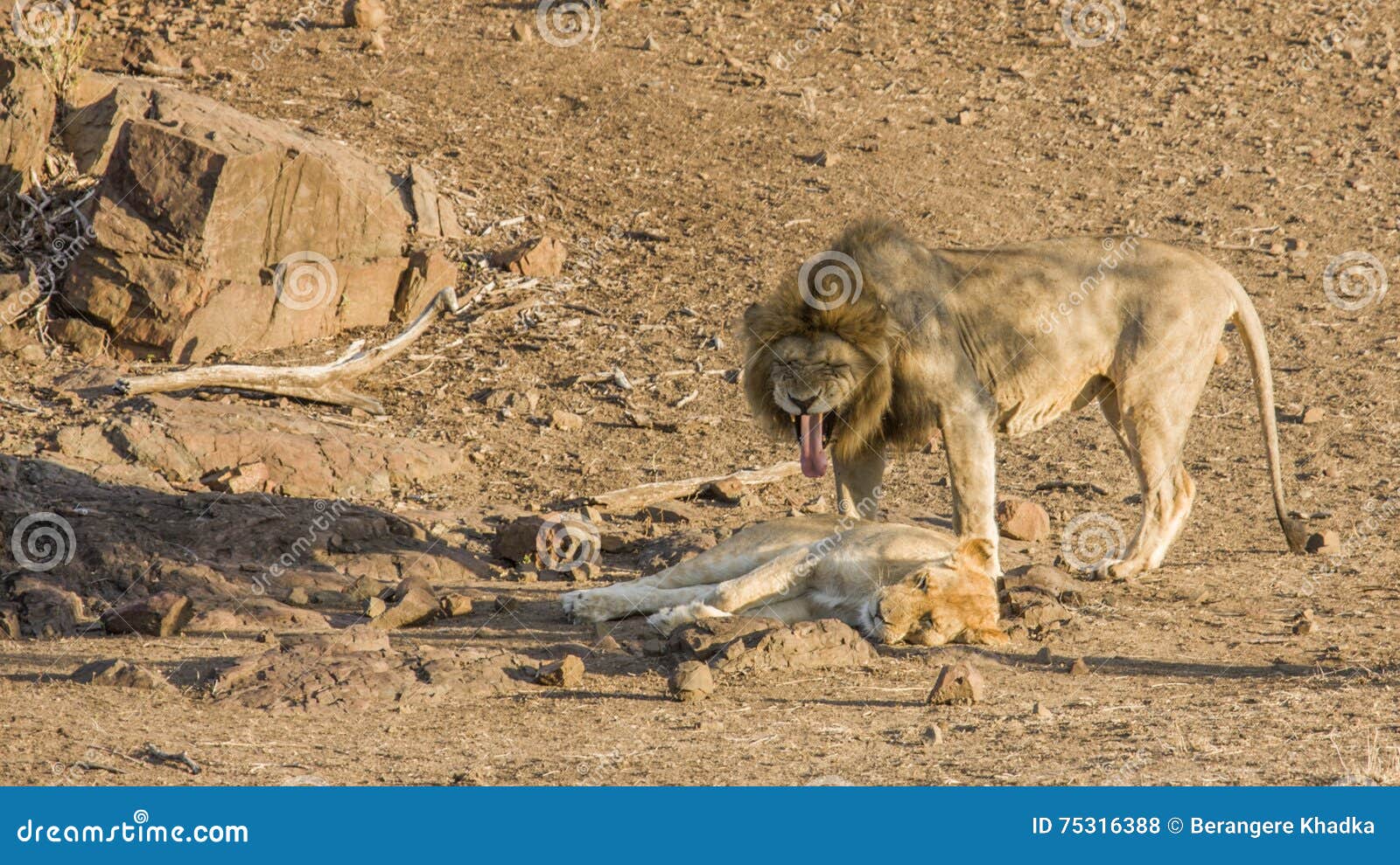 Lions Mating in Savannah, in Kruger National Park Stock Photo - Image ...