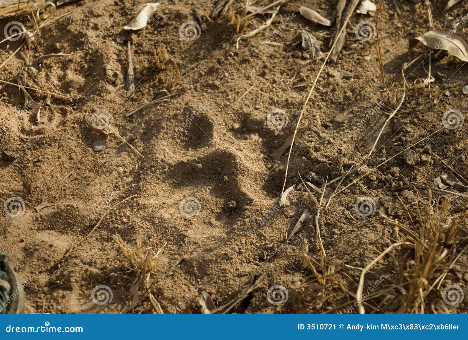 Lion Spoor In The Sands Of The Kalahari Desert. Stock Photo ...