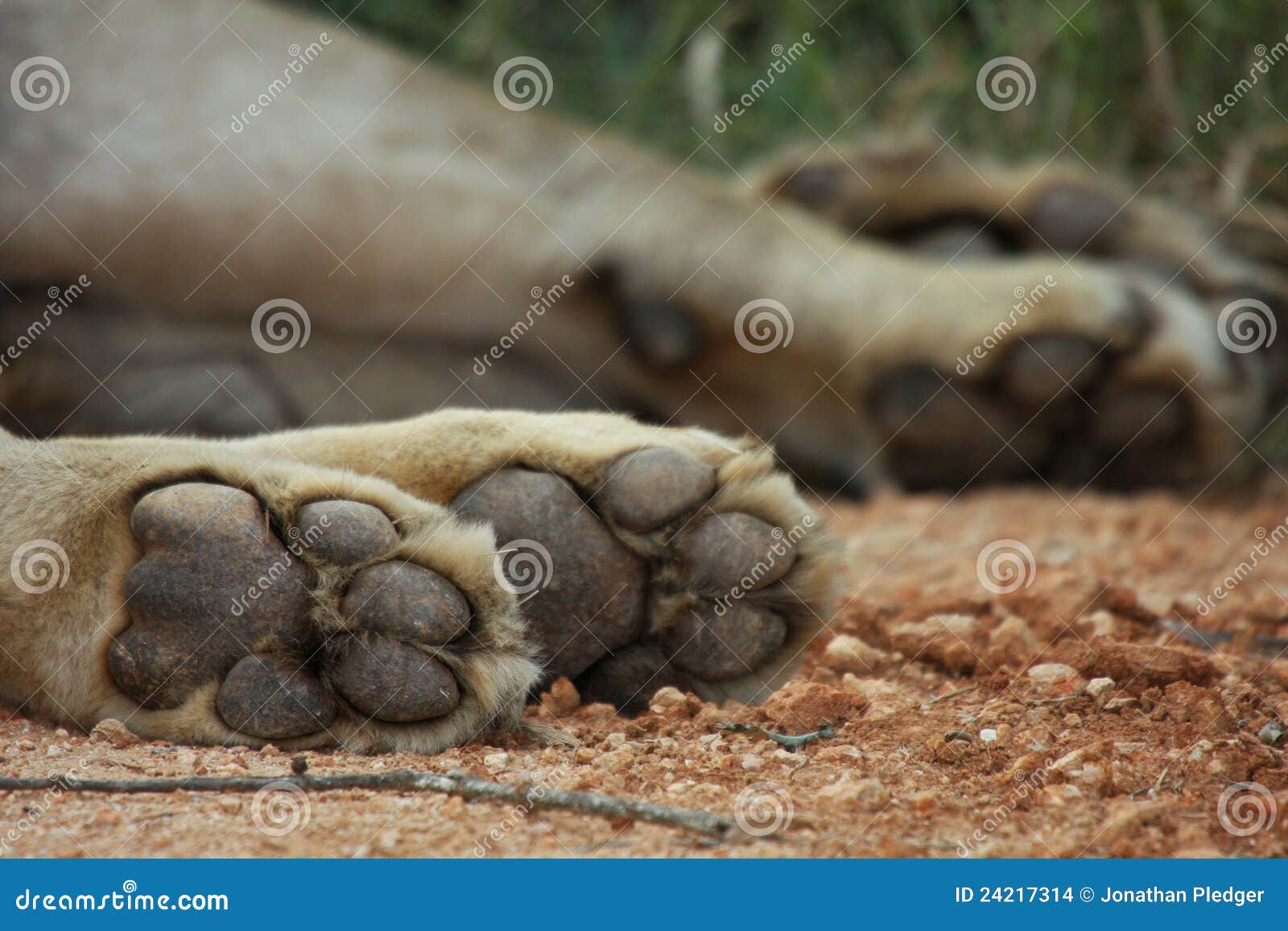 Lions paws stock photo. Image of african, front, large - 24217314