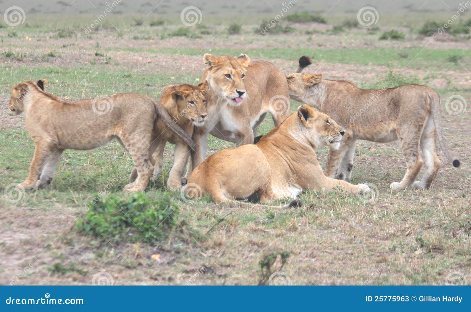 Lions Play stock image. Image of playful, play, mara - 25775963