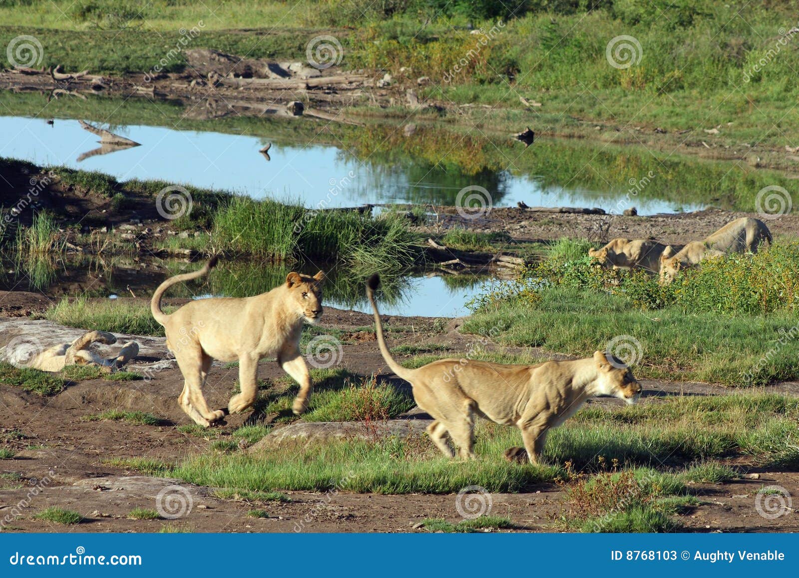 Lions at Play stock image. Image of furry, african, close - 8768103