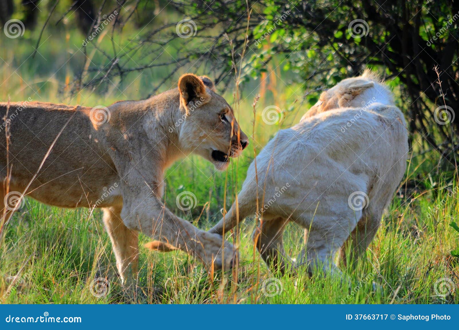 Lions Playing stock image. Image of head, beast, mammal - 37663717