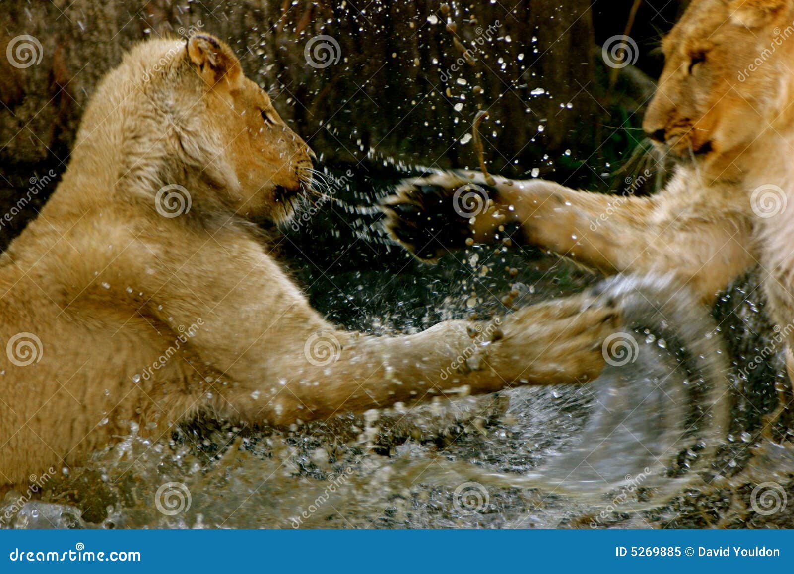 Lions playing in water stock image. Image of mammal, wildlife - 5269885