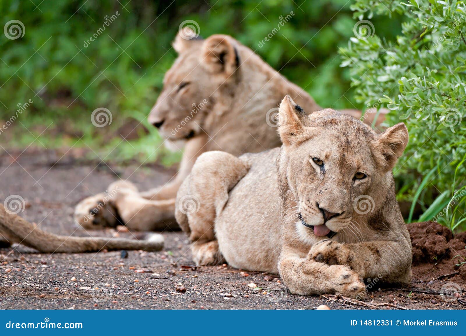 Lions pride in the rain stock image. Image of lion, nature - 14812331