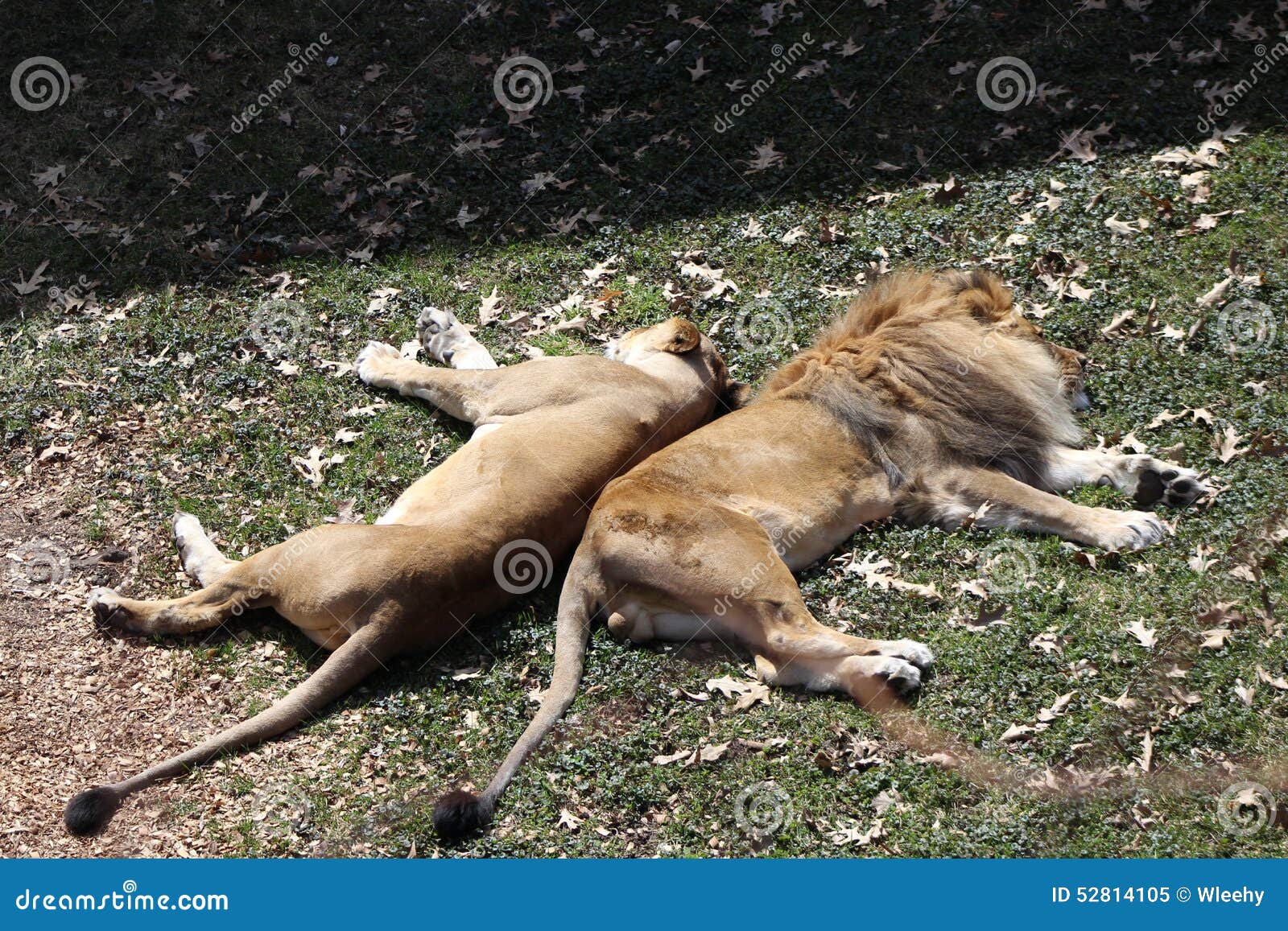 Lions relaxing stock image. Image of relaxation, relaxed - 52814105