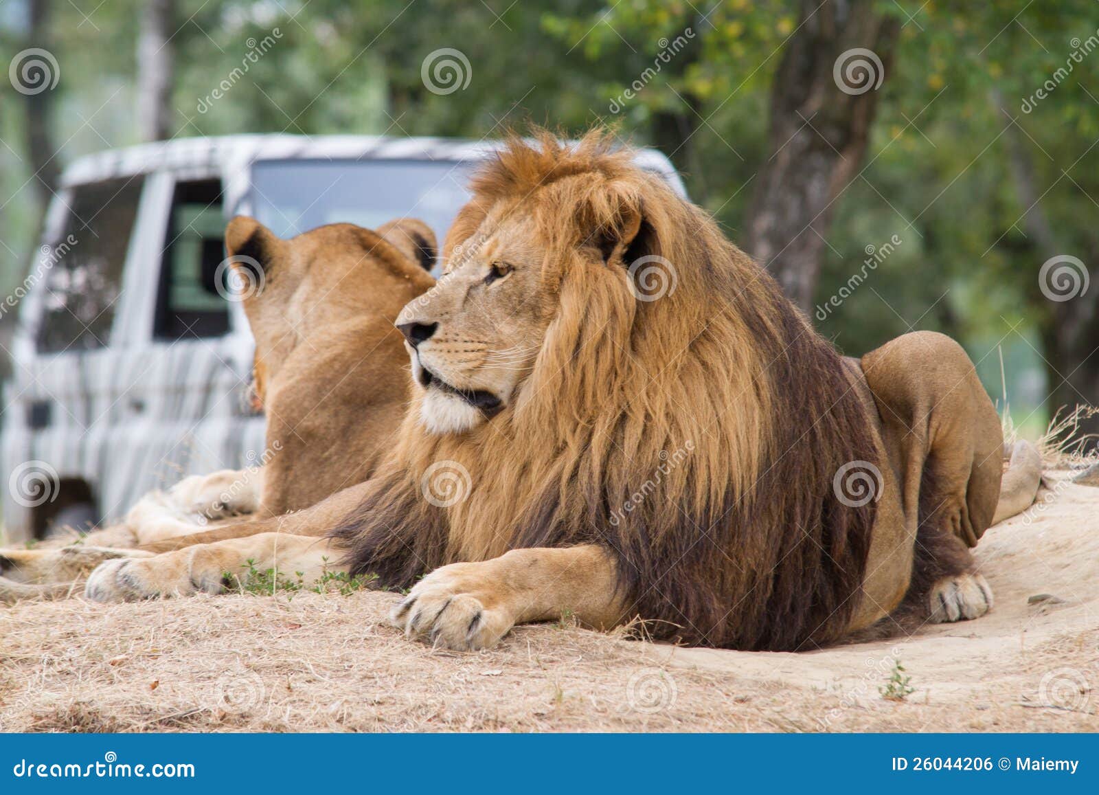 Lions resting under a tree stock photo. Image of lion - 26044206