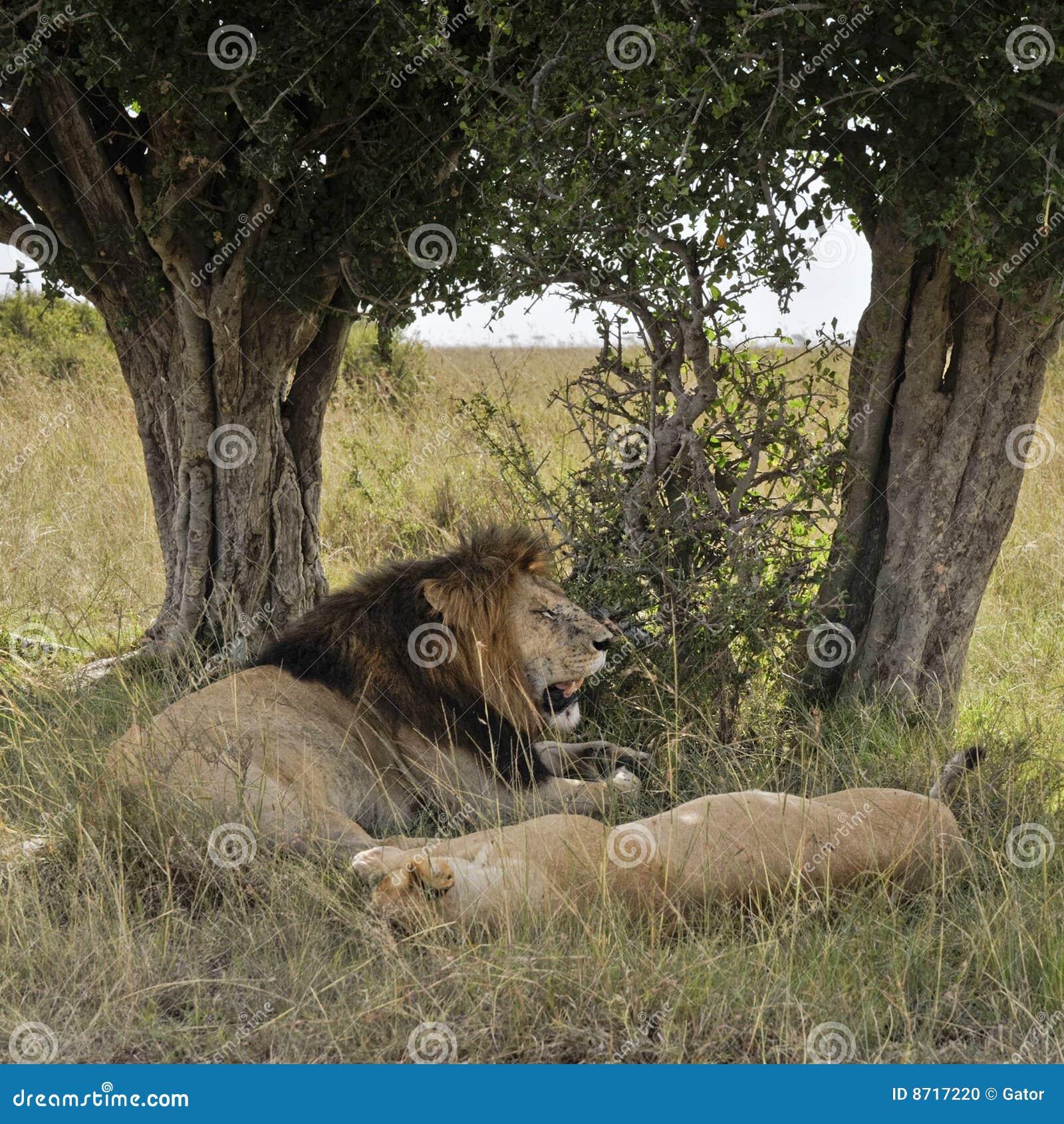 Lions resting under tree stock photo. Image of panthera - 8717220