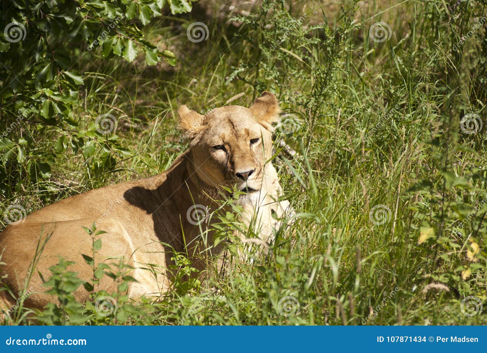 She lion stock photo. Image of lions, africa, lion, panthera - 107871434
