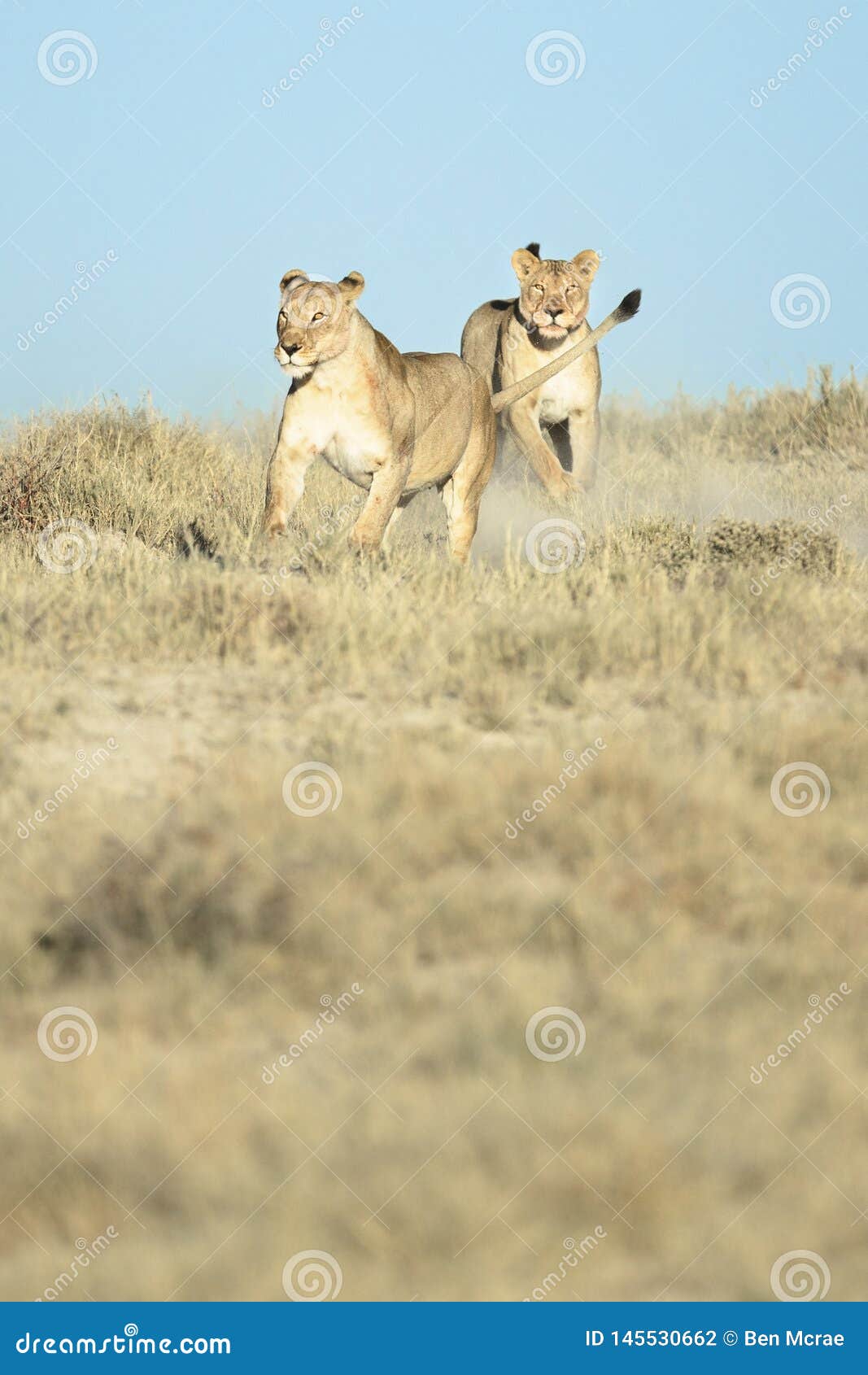 Lions run down a hill stock photo. Image of close, desert - 145530662