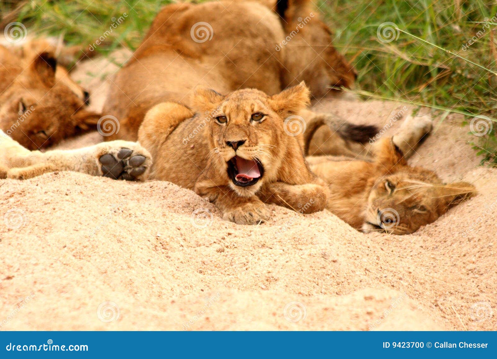 Lions in the Sabi Sand Game Reserve Stock Photo - Image of wild, kruger ...