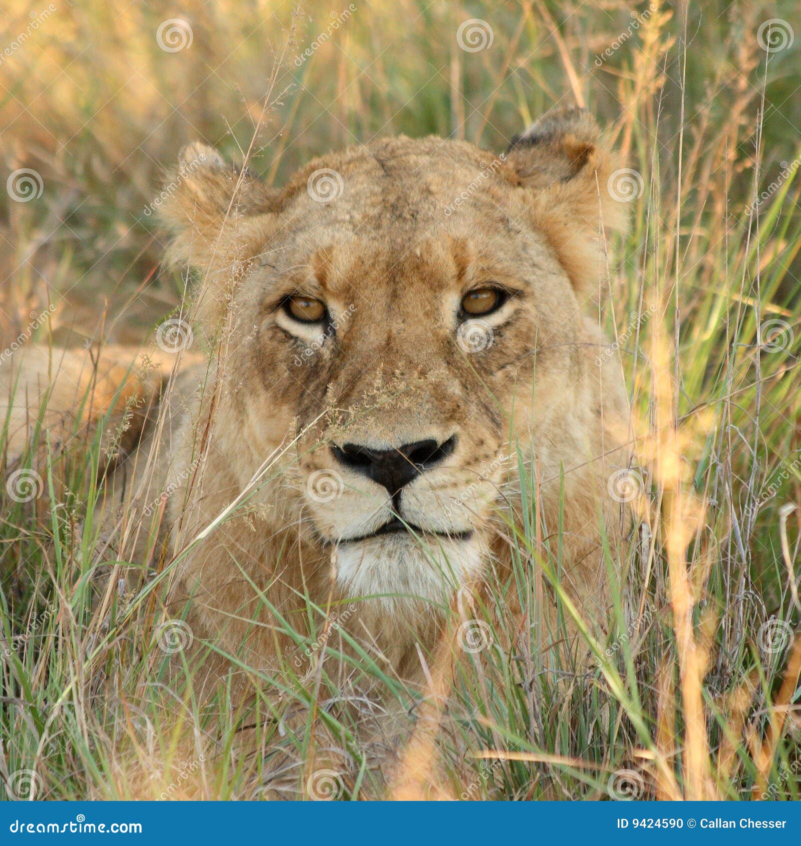 Lions in the Sabi Sand Game Reserve Stock Photo - Image of five, lion ...