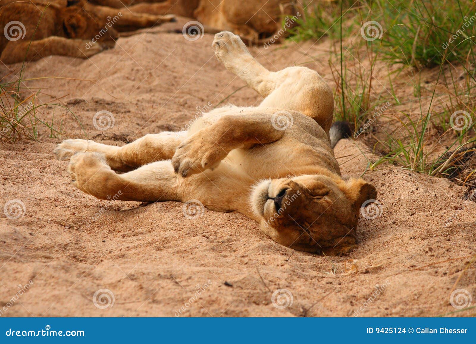 Lions in the Sabi Sand Game Reserve Stock Photo - Image of carnivore ...