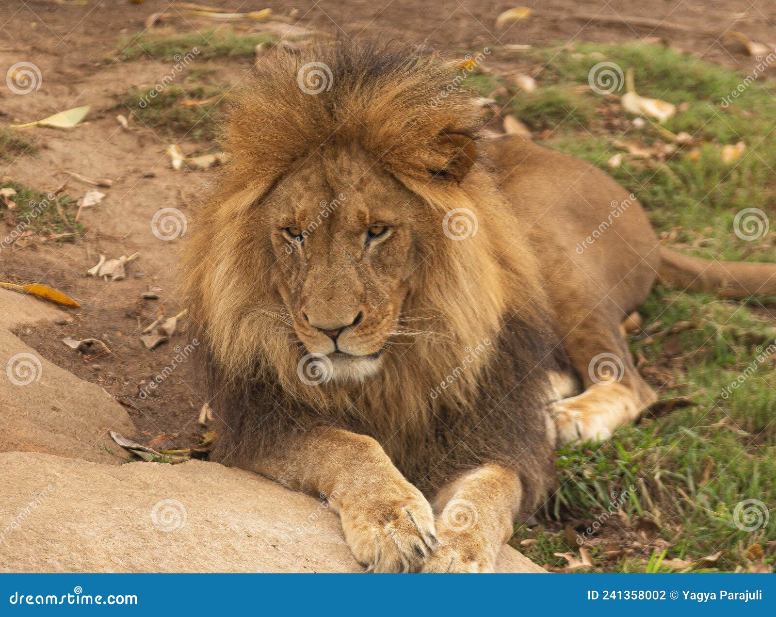Lions is Setting on the Forest Stock Photo - Image of large, animal ...