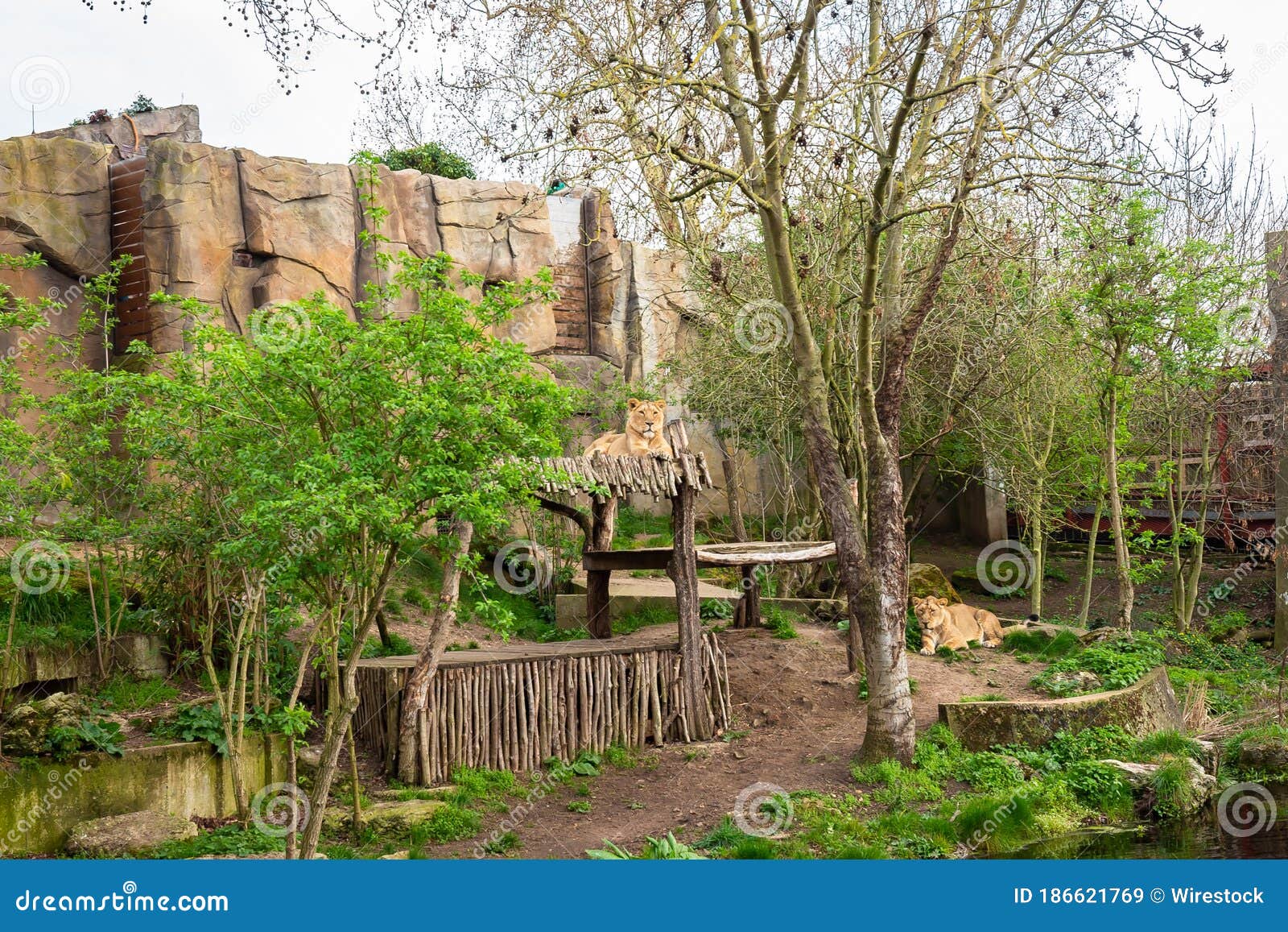 Lions Sitting Down and Relaxing at the Zoo with Beautiful Greenery ...