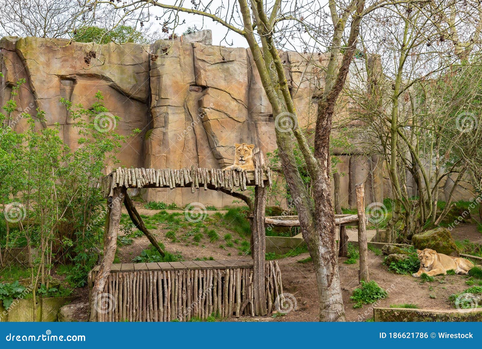 Lions Sitting Down and Relaxing at the Zoo with Beautiful Greenery ...