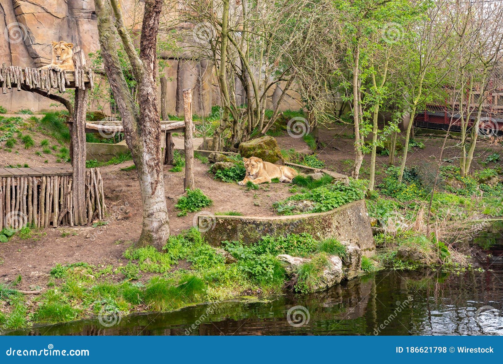 Lions Sitting Down and Relaxing at the Zoo with Beautiful Greenery ...