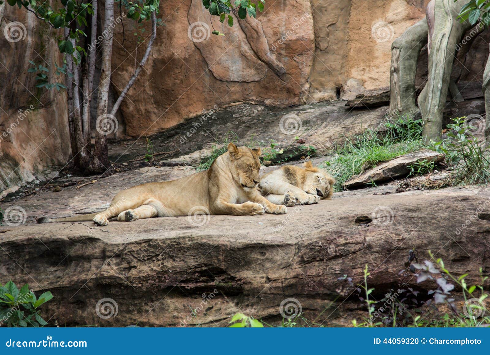 Lions sleep stock photo. Image of brown, wildlife, lion - 44059320