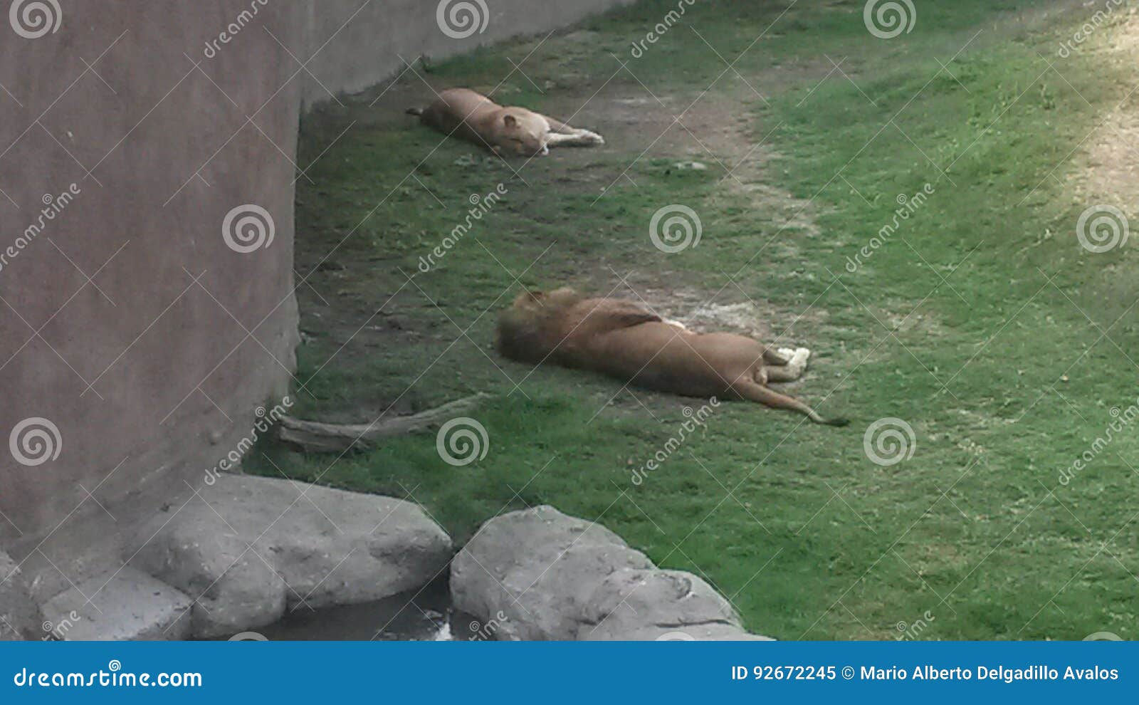 Fat Cat Sleeping On Day Time In Blur Background, Fat Happy Cat Close Up ...