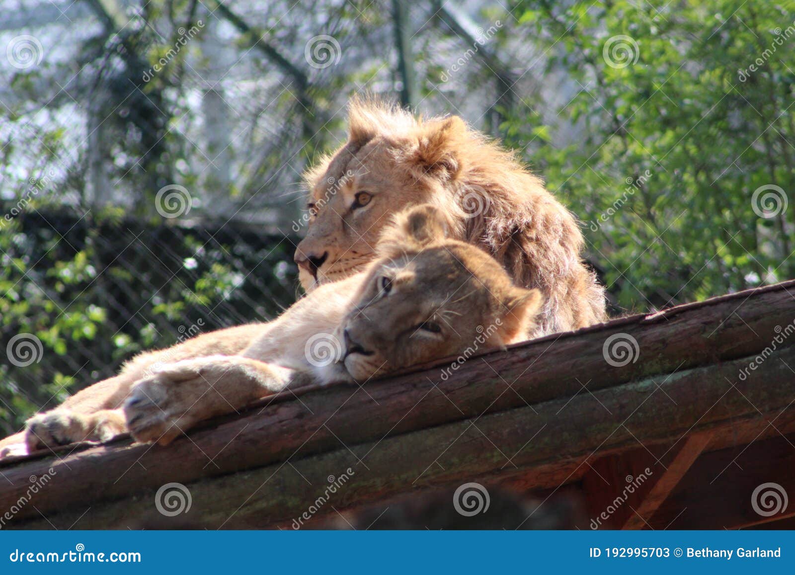 Lions in the sun stock image. Image of thesun, lion - 192995703