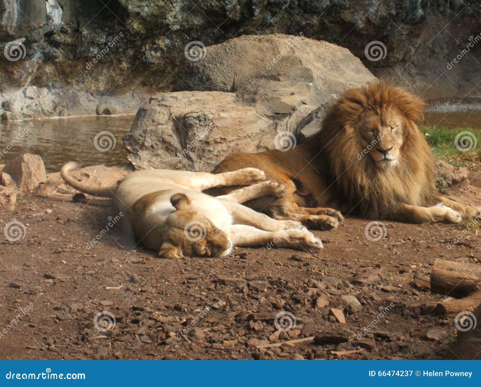 Lions sunbathing stock image. Image of roar, pride, lioness - 66474237