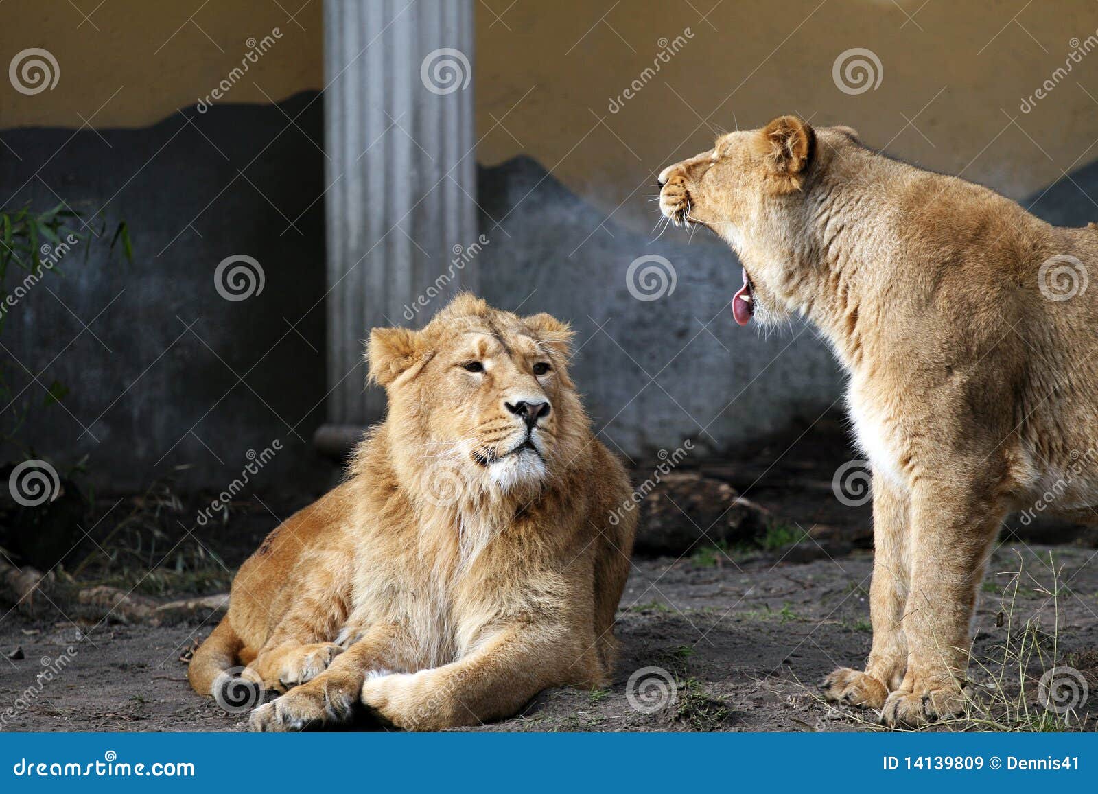 Lions talking stock image. Image of lion, singing, yell - 14139809