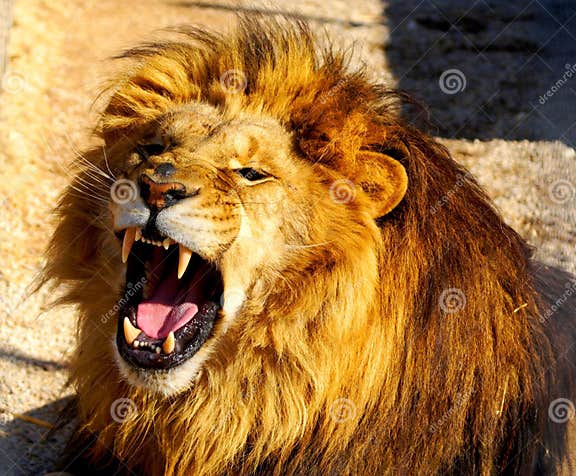 Lions Teeth stock photo. Image of animal, male, africa - 11263096