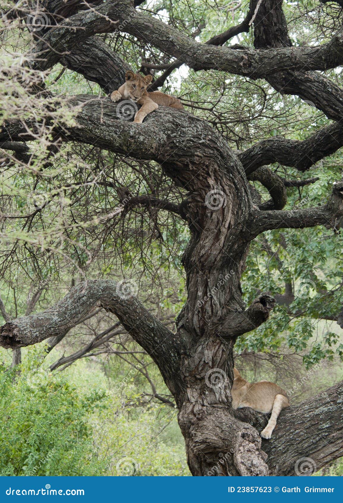 Lions in a tree stock image. Image of family, relaxed - 23857623