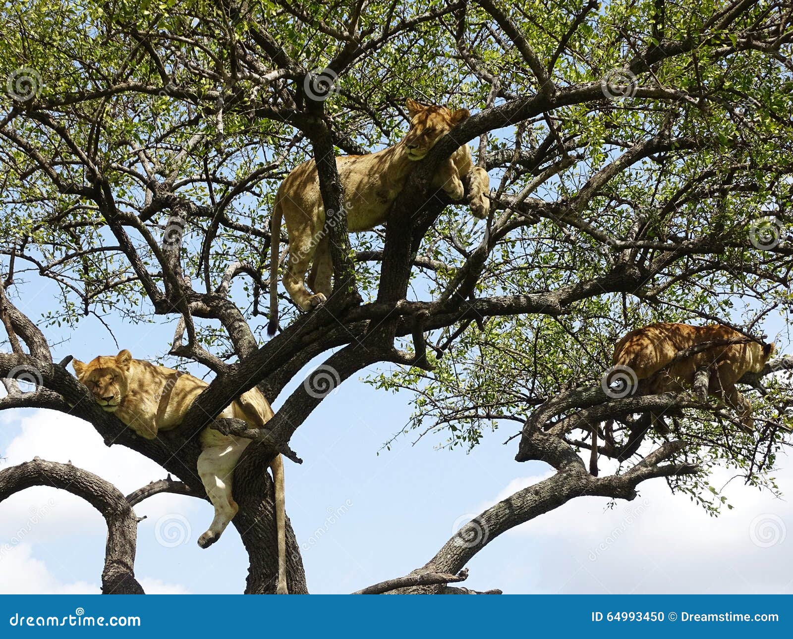 3 lions in a tree stock photo. Image of kenya, three - 64993450