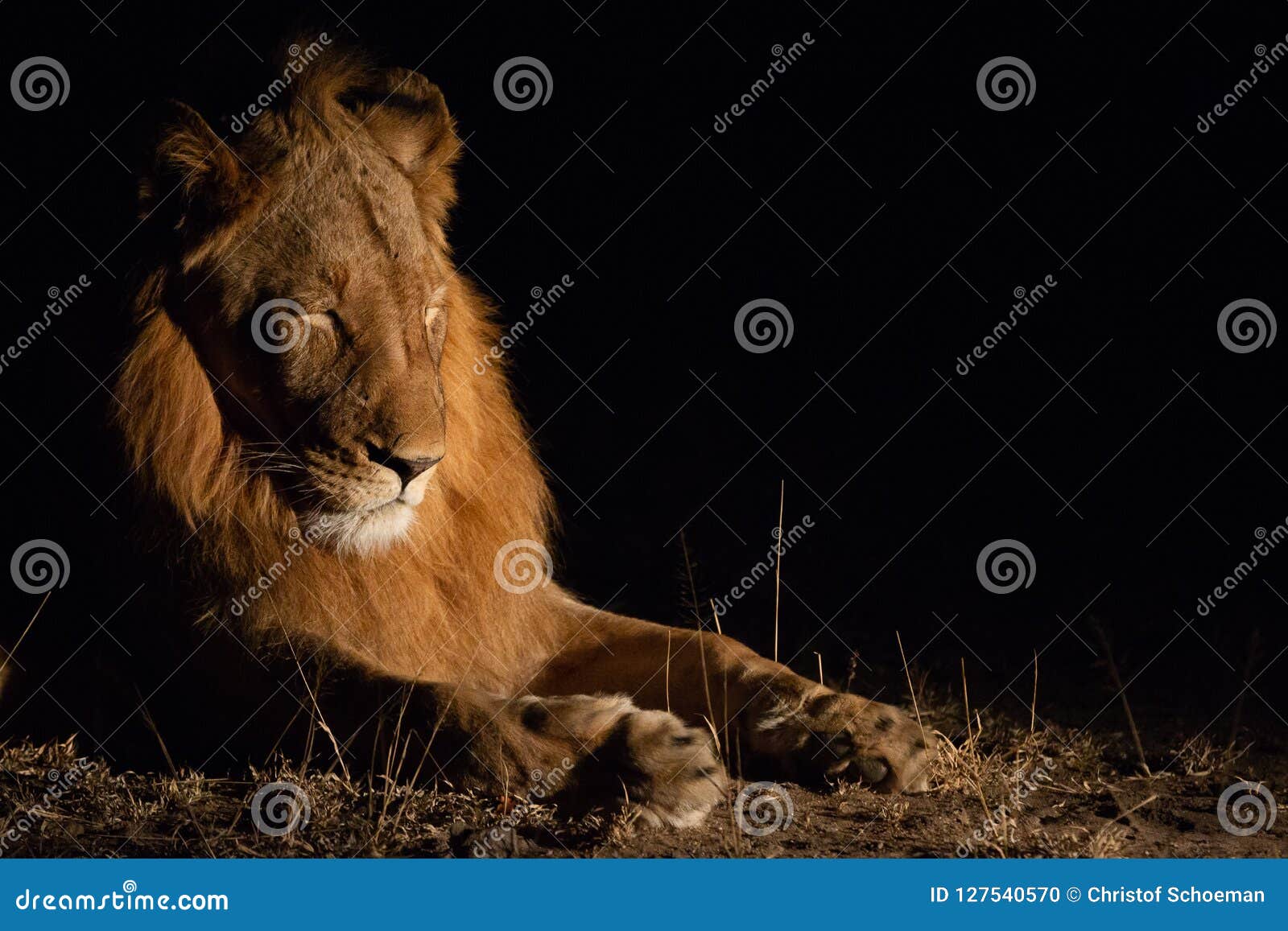 Male lion at night stock photo. Image of direct, close - 127540570
