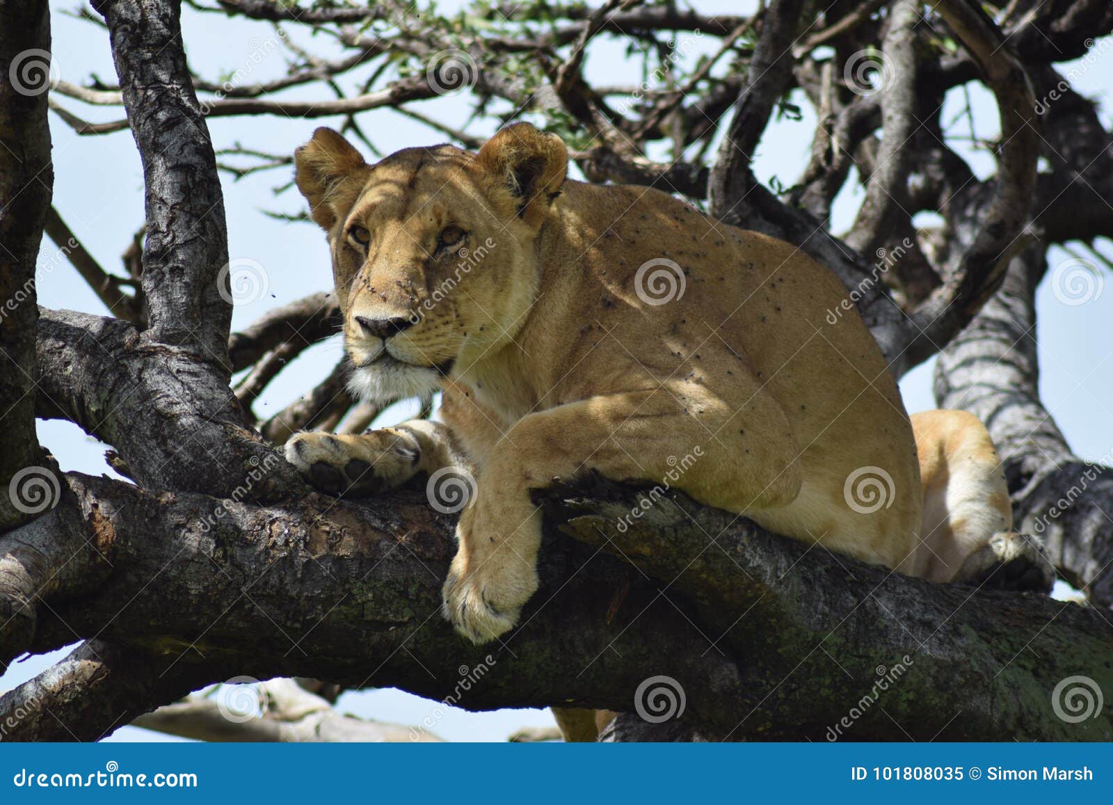 Lions up a tree stock image. Image of colourful, insect - 101808035