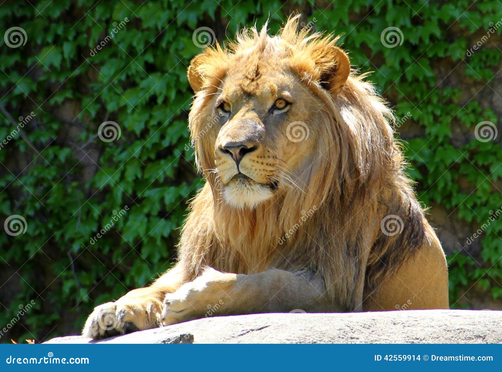 Lions View stock photo. Image of lion, king, outdoor - 42559914