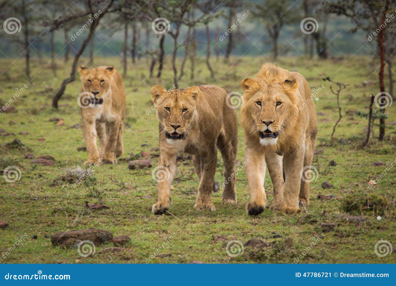 Lions Walking stock image. Image of walking, masai, pride - 47786721