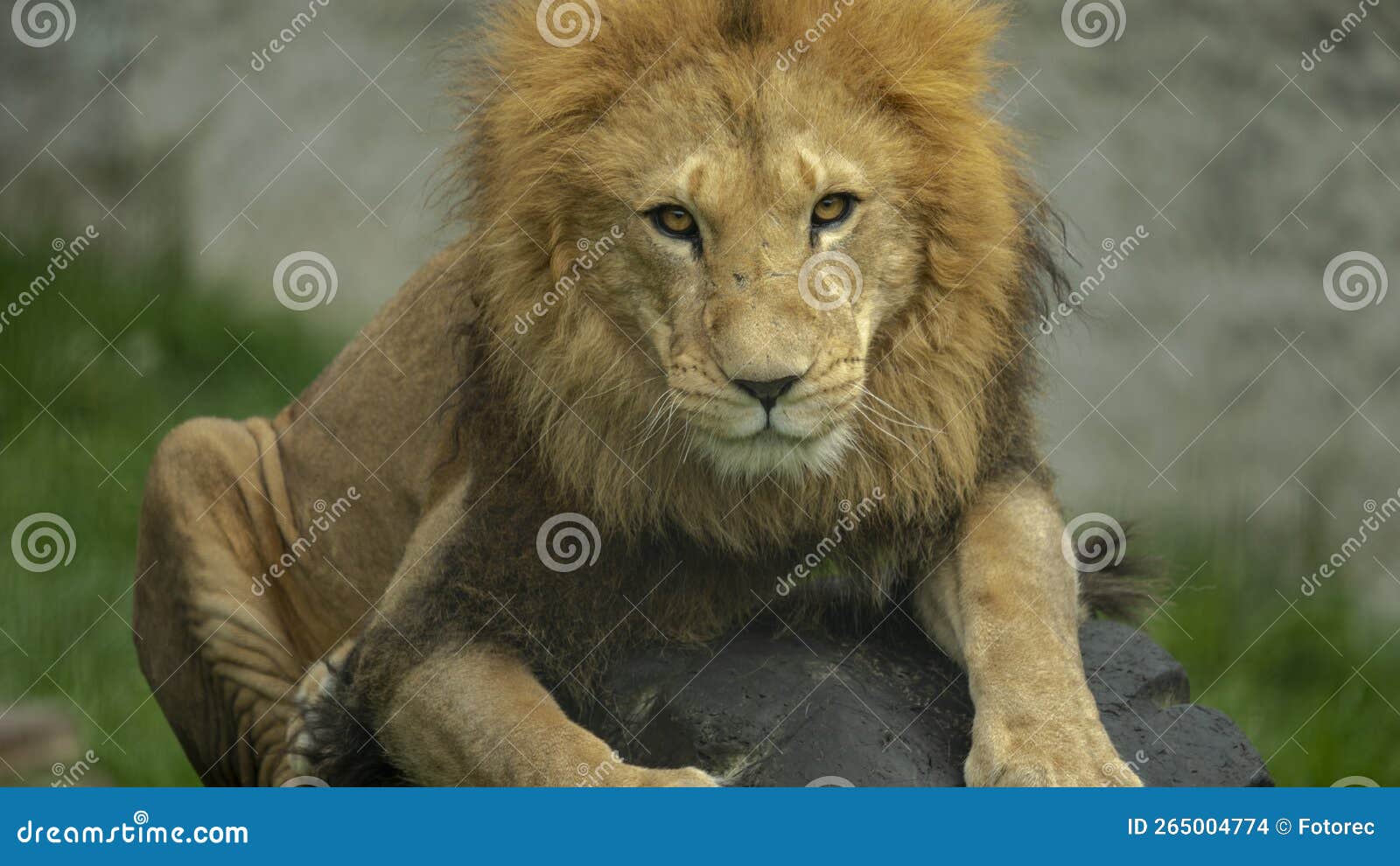 `Beware Of Lions` Warning Sign At The Entrance Of A Picknick Parking ...