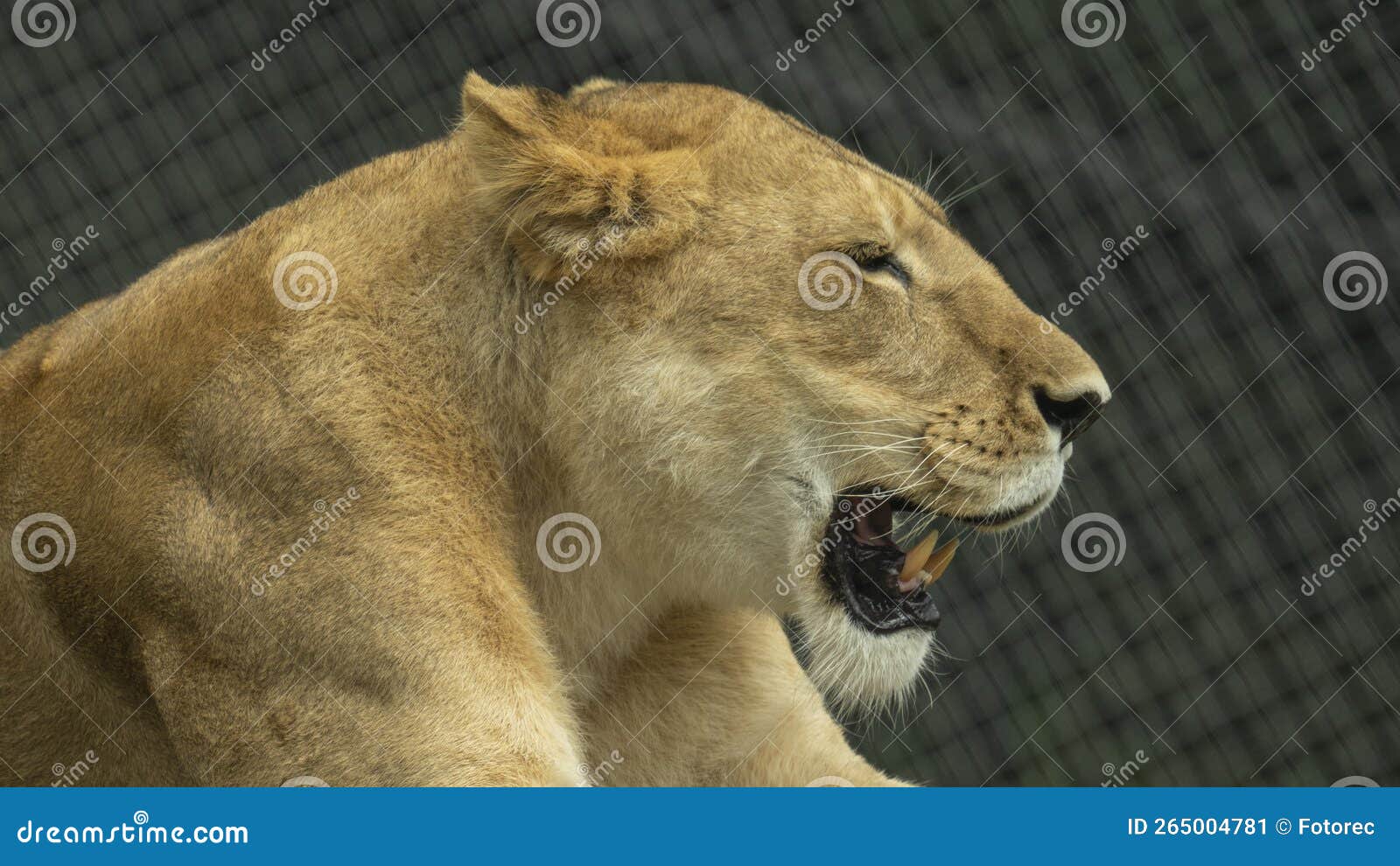 `Beware Of Lions` Warning Sign At The Entrance Of A Picknick Parking ...