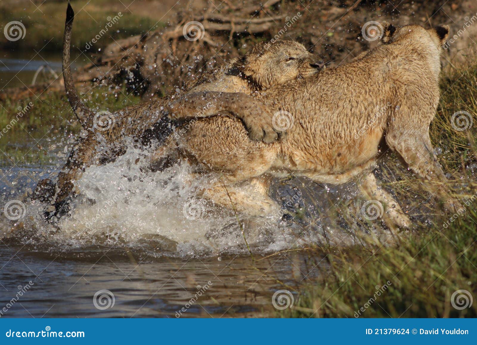 Lions in water stock photo. Image of playing, outdoors - 21379624