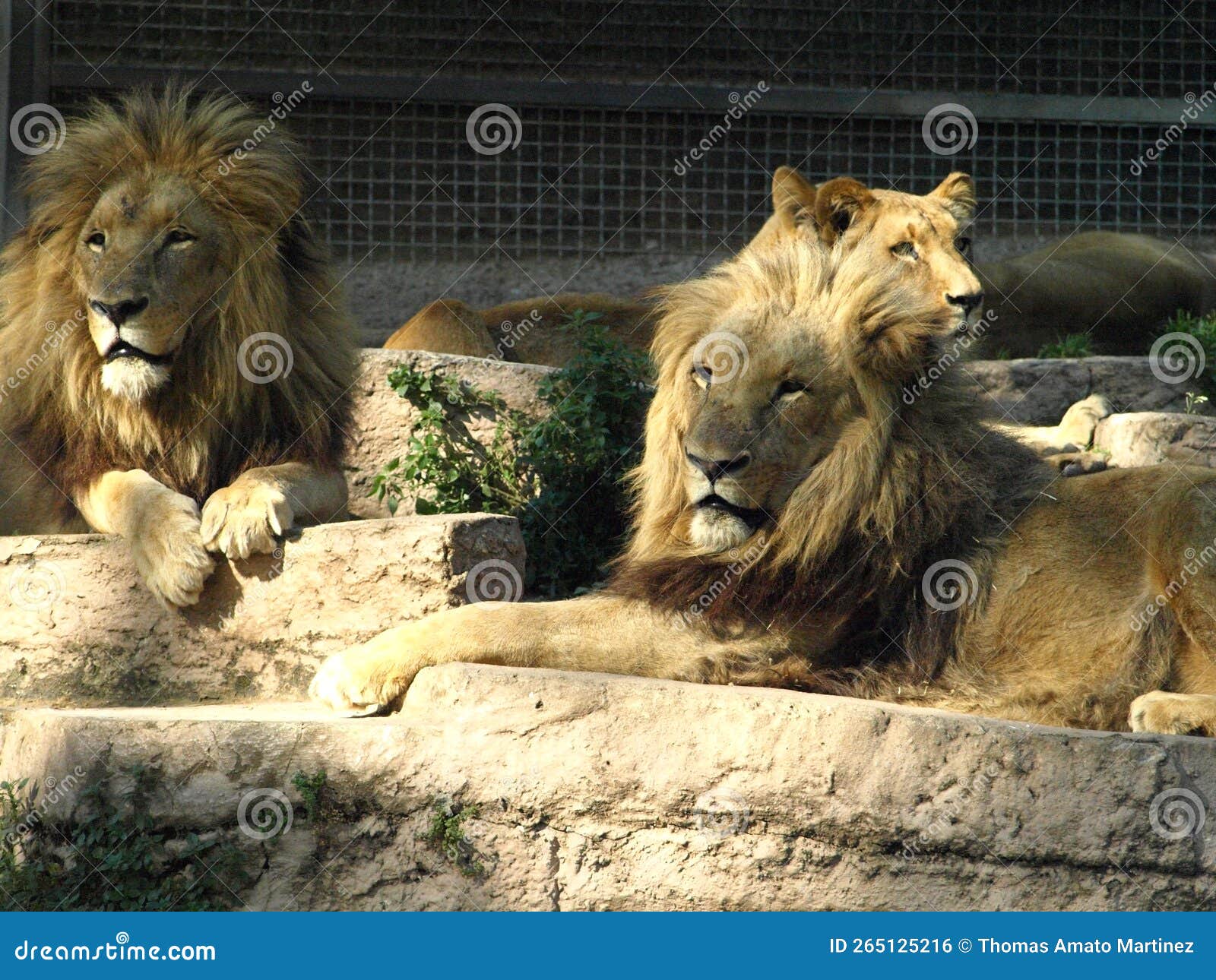 Lions in a zoo stock photo. Image of safari, animal - 265125216