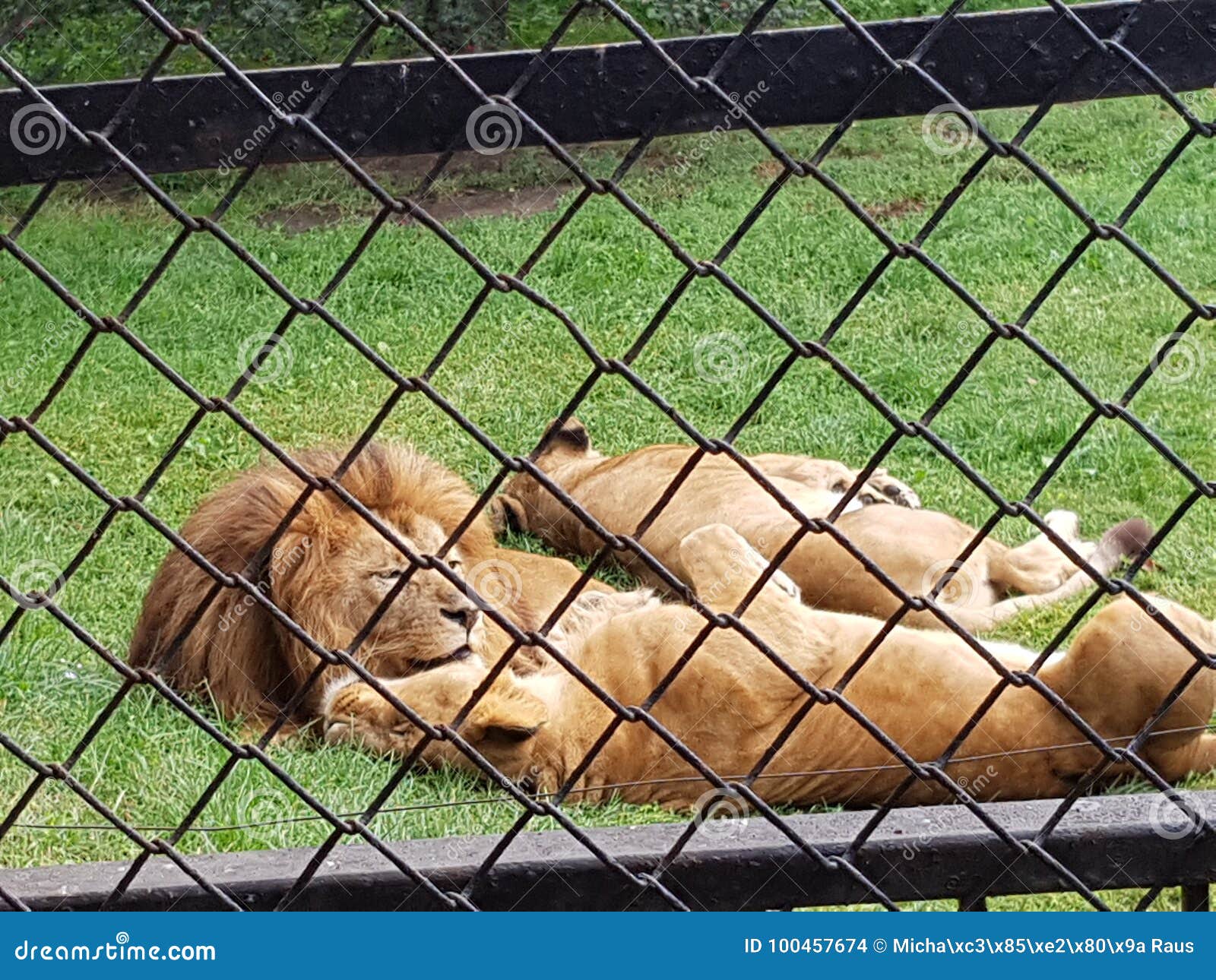 LIONS ZOO stock photo. Image of lions, beauty, prison - 100457674