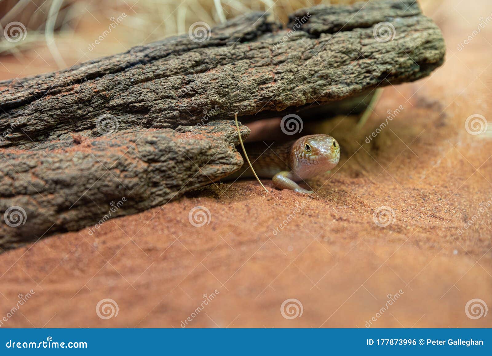 Liopholis Stock Photos - Free & Royalty-Free Stock Photos from Dreamstime