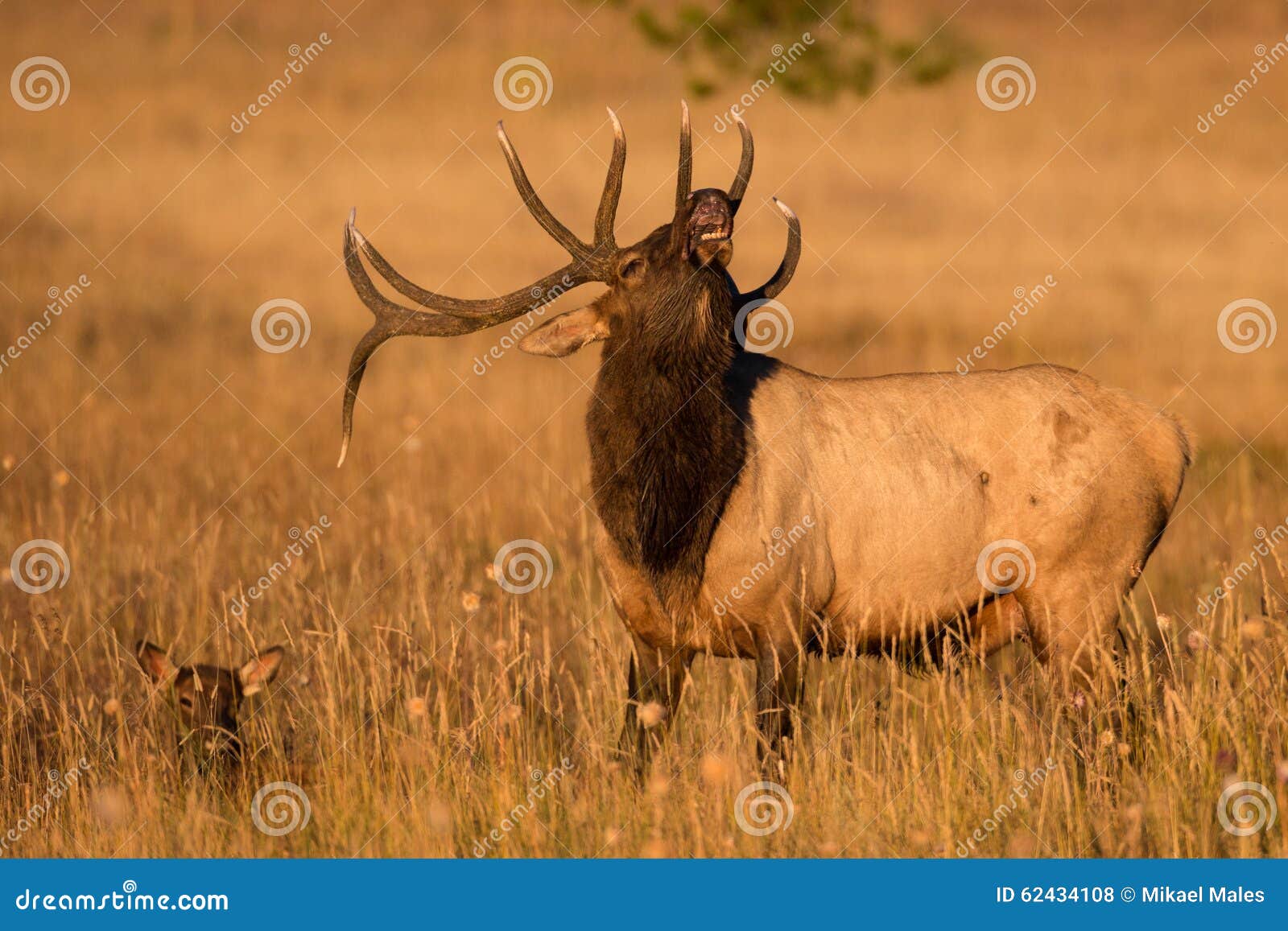 Lip curling of a bull elk stock photo. Image of call - 62434108