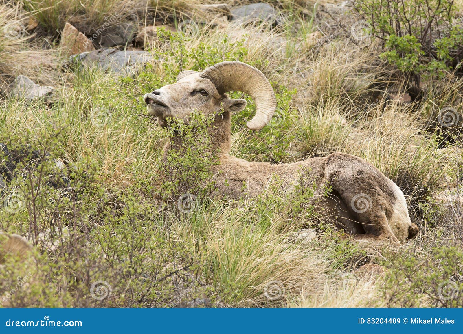 Lip Curling while Laying Down Stock Image - Image of curl, curling ...